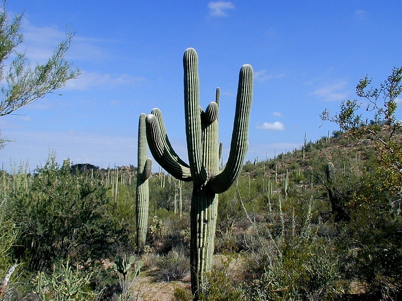An Adventure Wildlife Tour to Saguaro National Park